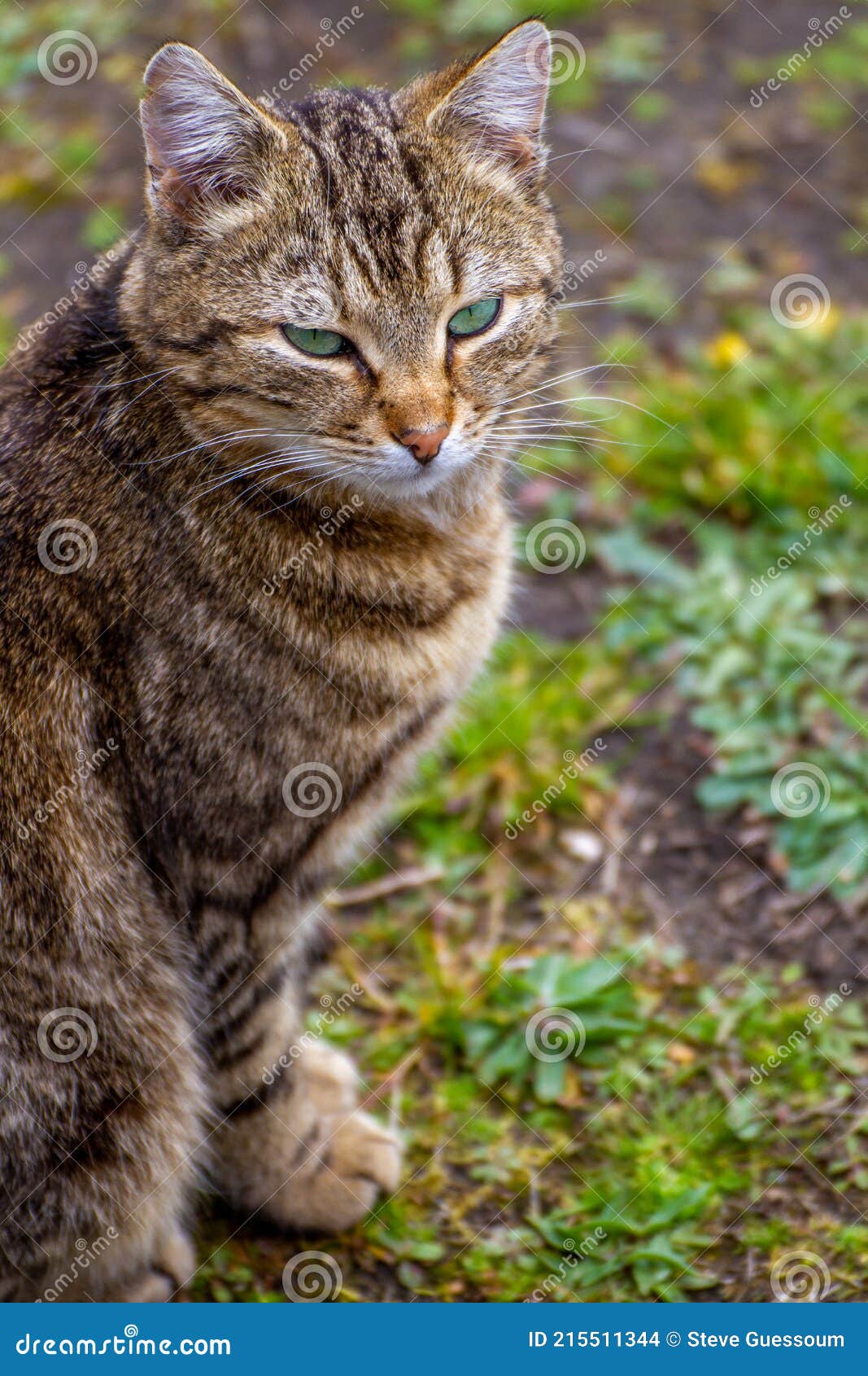 Domesticated Cat Looking Down Stock Photo - Image of animal, looking ...