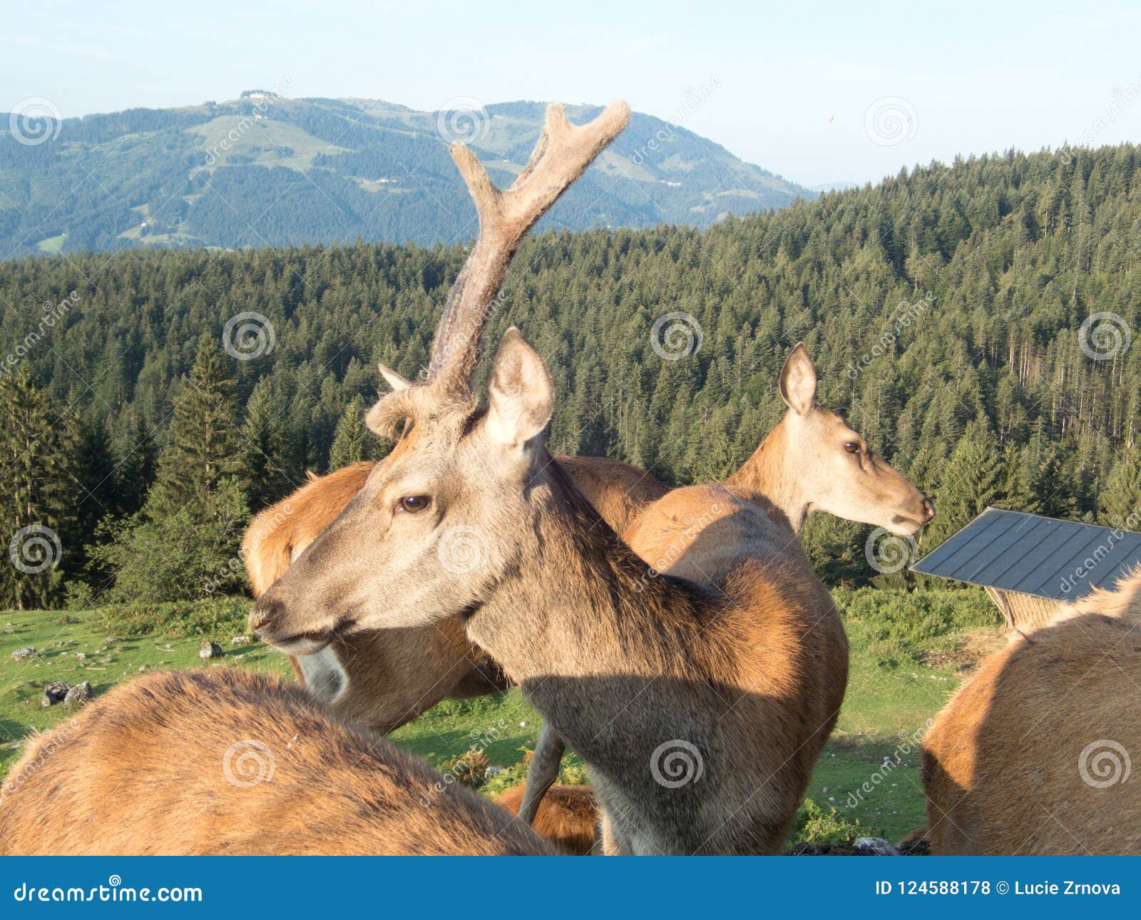Domesticated Deer on a Farm in the Alps Stock Photo - Image of color ...