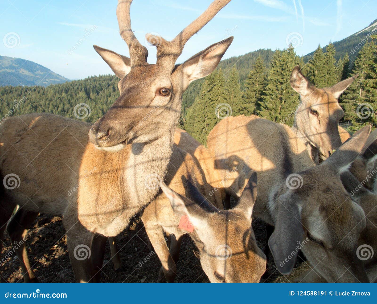 Domesticated Deer on a Farm in the Alps Stock Image - Image of fight ...
