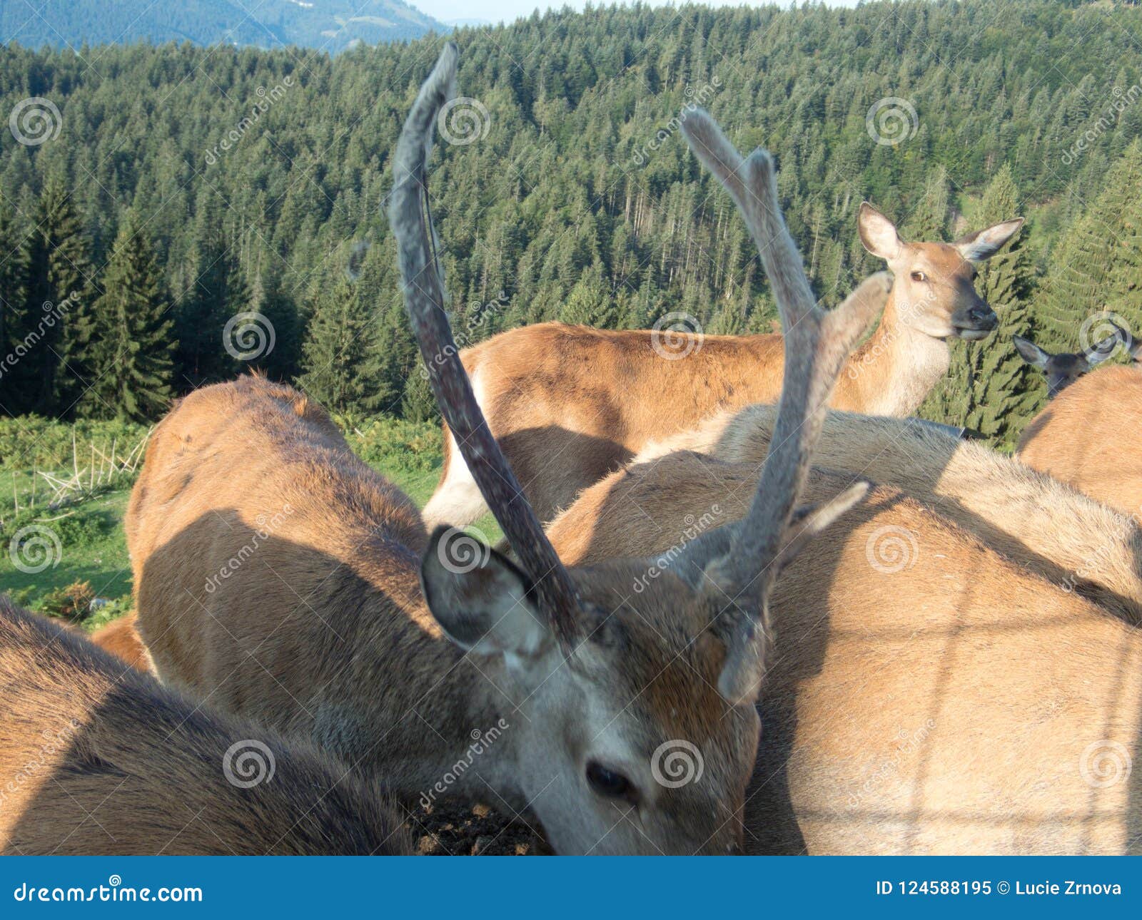 Domesticated Deer on a Farm in the Alps Stock Image - Image of fight ...