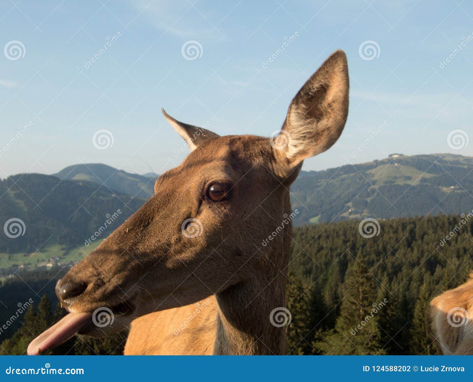 Domesticated Deer on a Farm in the Alps Stock Photo - Image of colorful ...