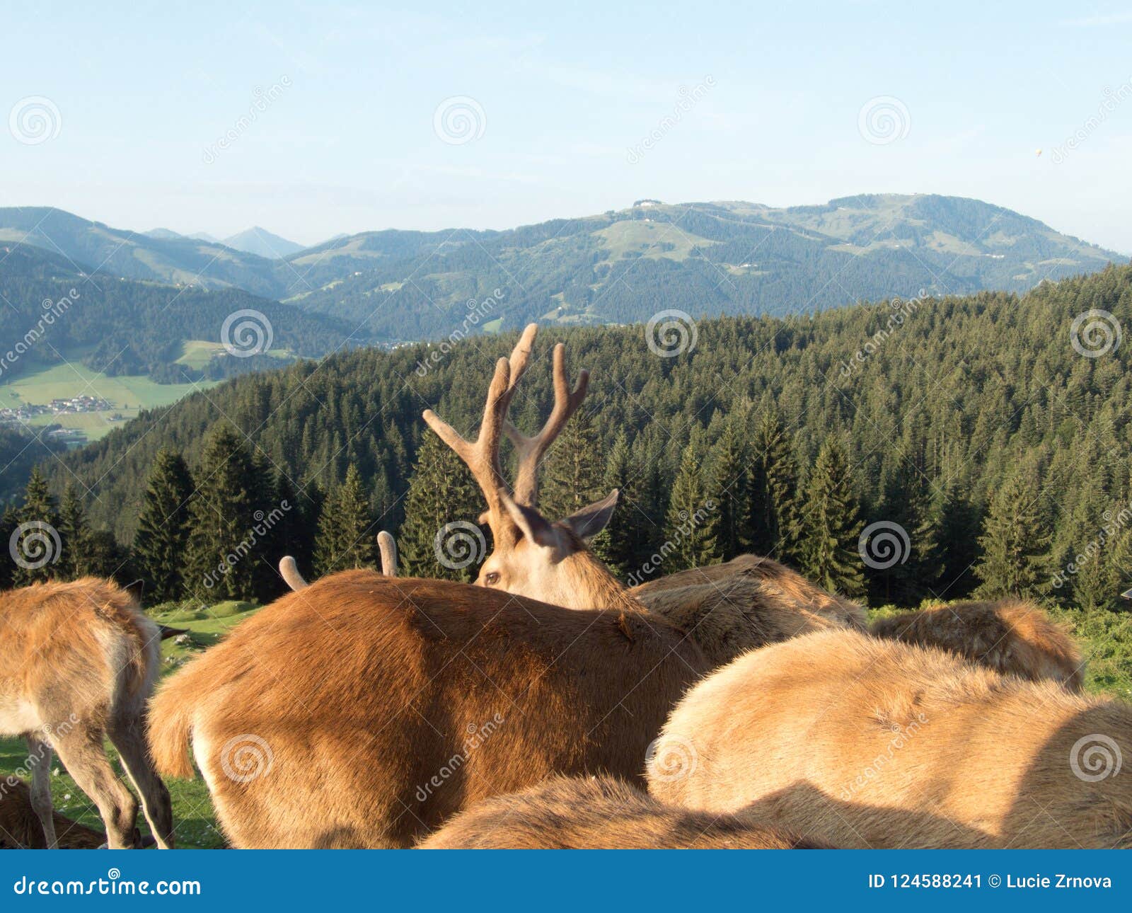 Domesticated Deer on a Farm in the Alps Stock Image - Image of ...