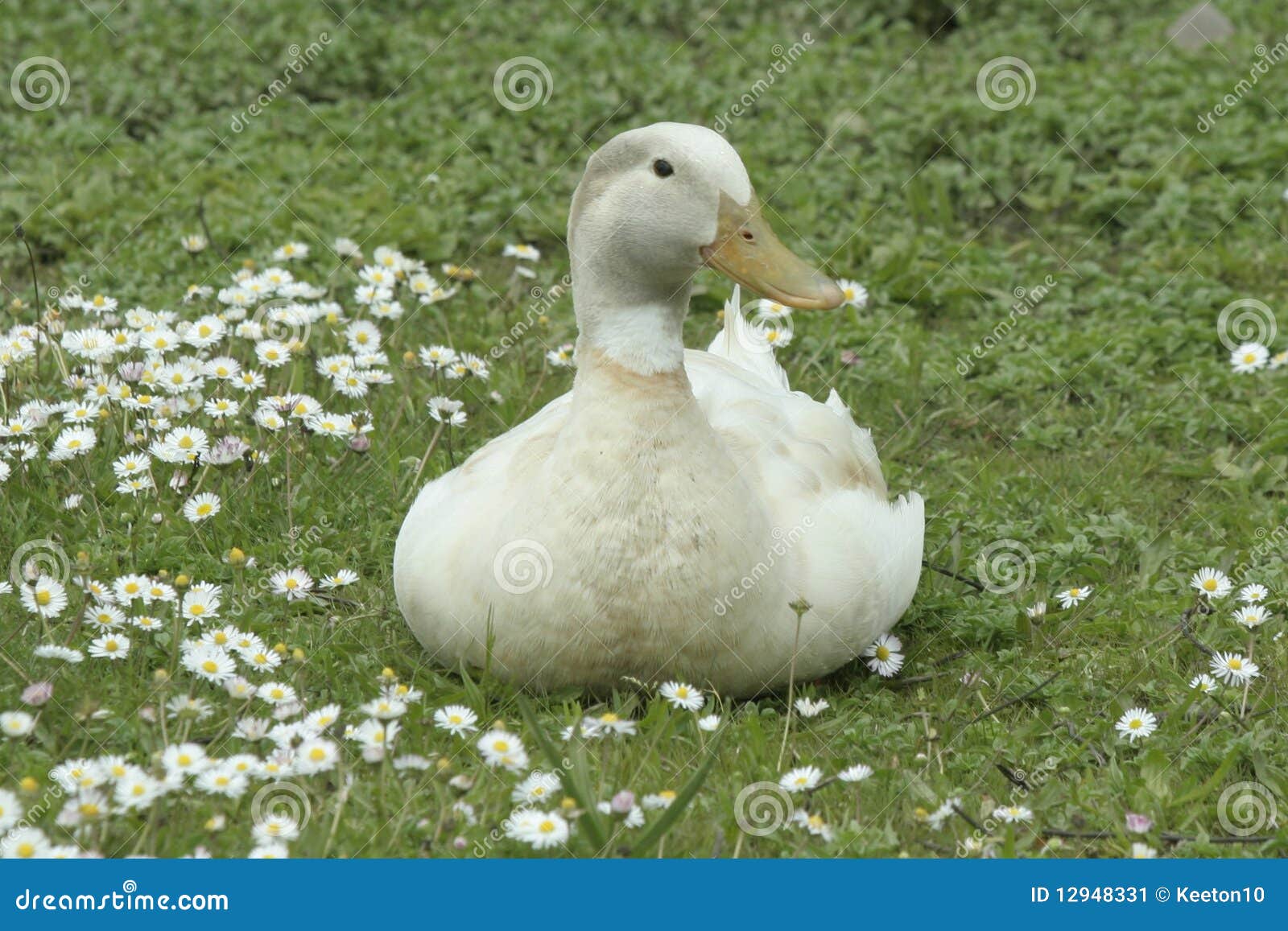 Domesticated duck stock image. Image of parks, wildlife - 12948331