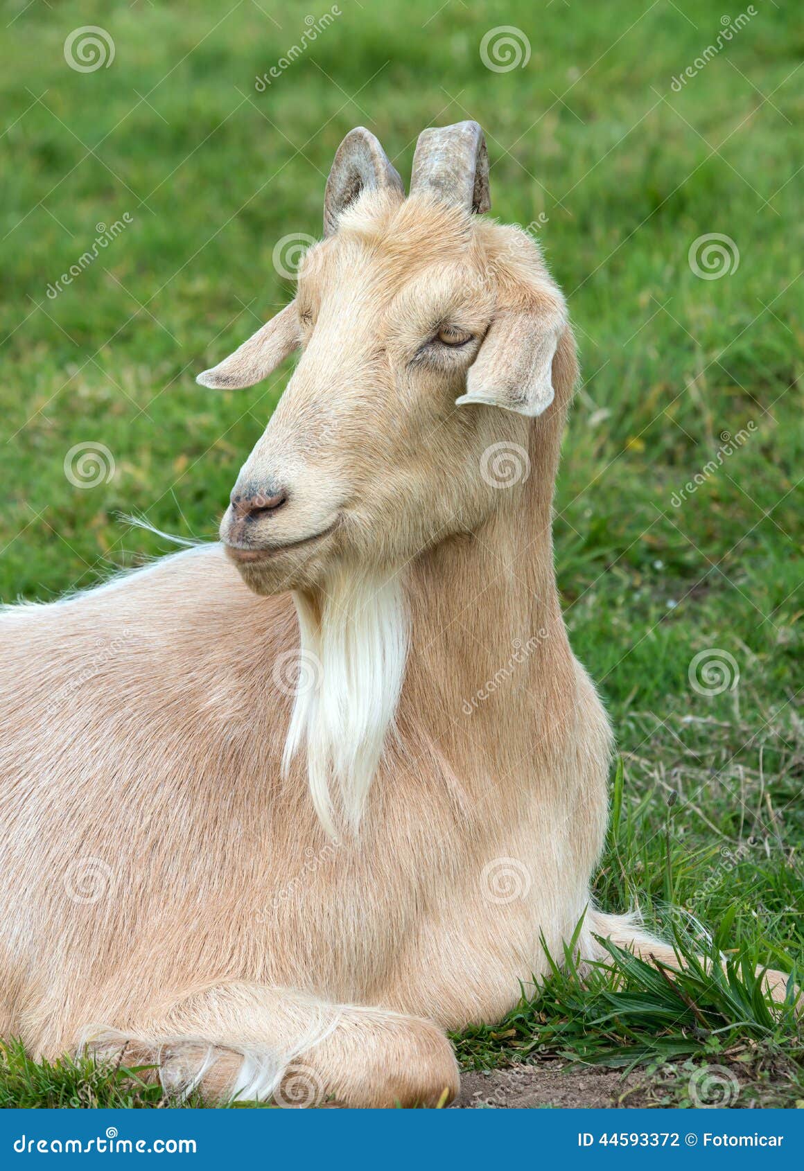 Domesticated Goat stock photo. Image of livestock, sheep - 44593372