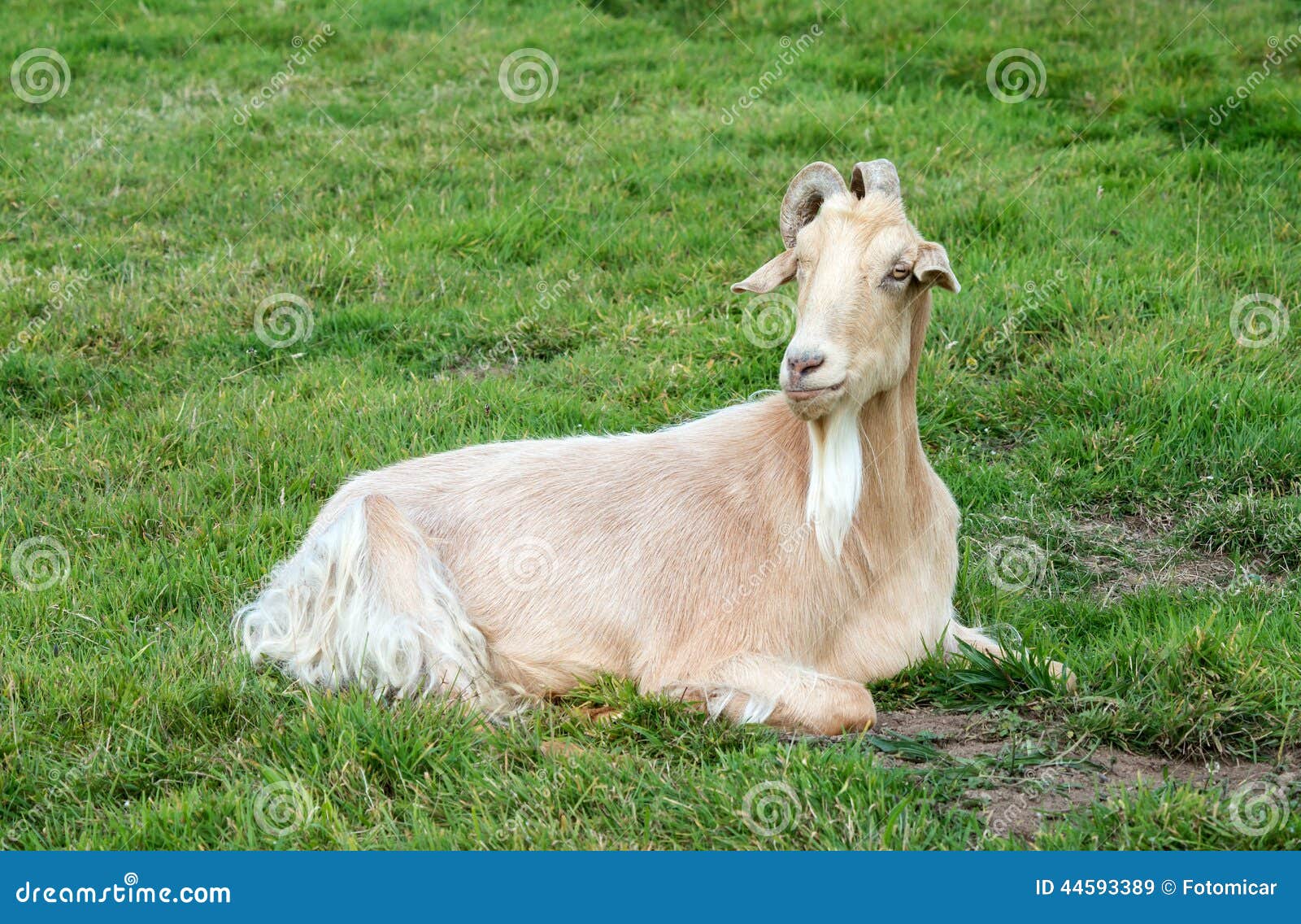 Domesticated Goat stock image. Image of close, ears, bovidae - 44593389