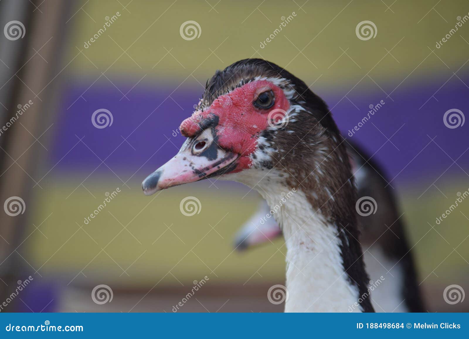 Domesticated Goose Head Closeup View with Blue and Yellow Blurred ...