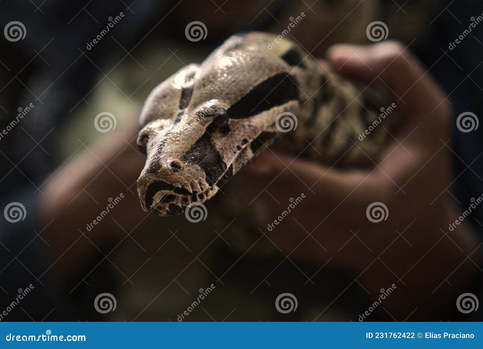 Domesticated Boa Constrictor Python Snake Stock Photo - Image of ...