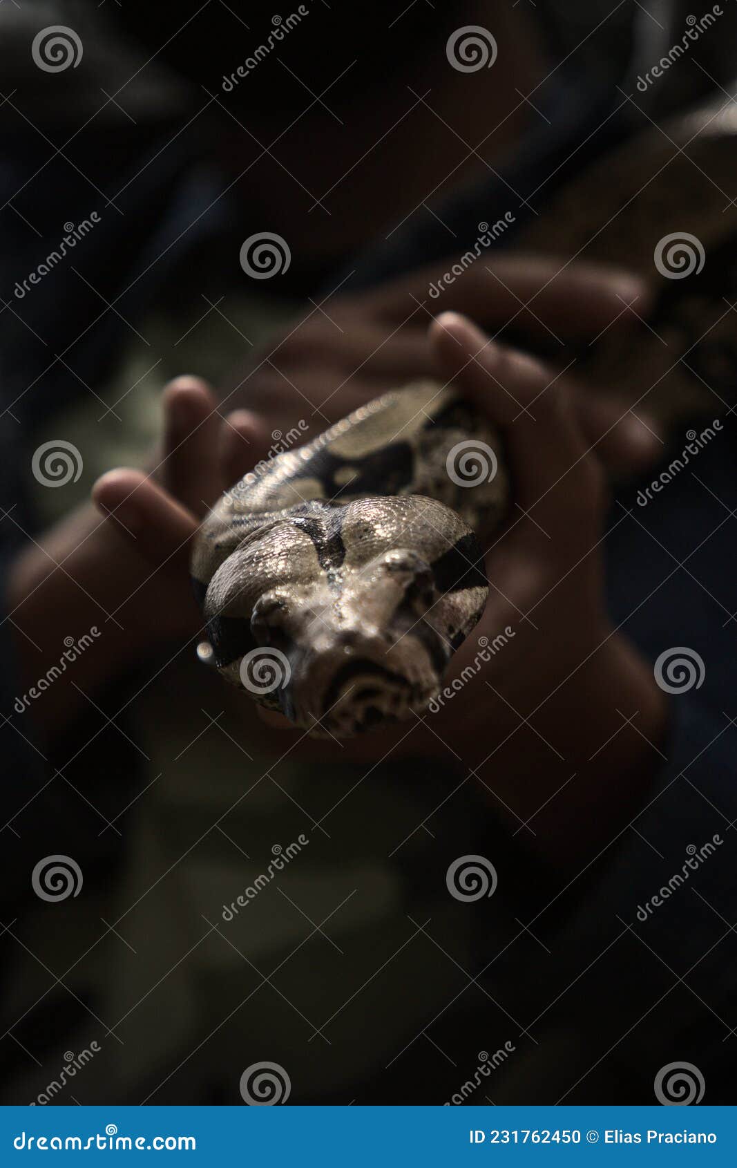 Domesticated Boa Constrictor Python Snake Stock Photo - Image of ...
