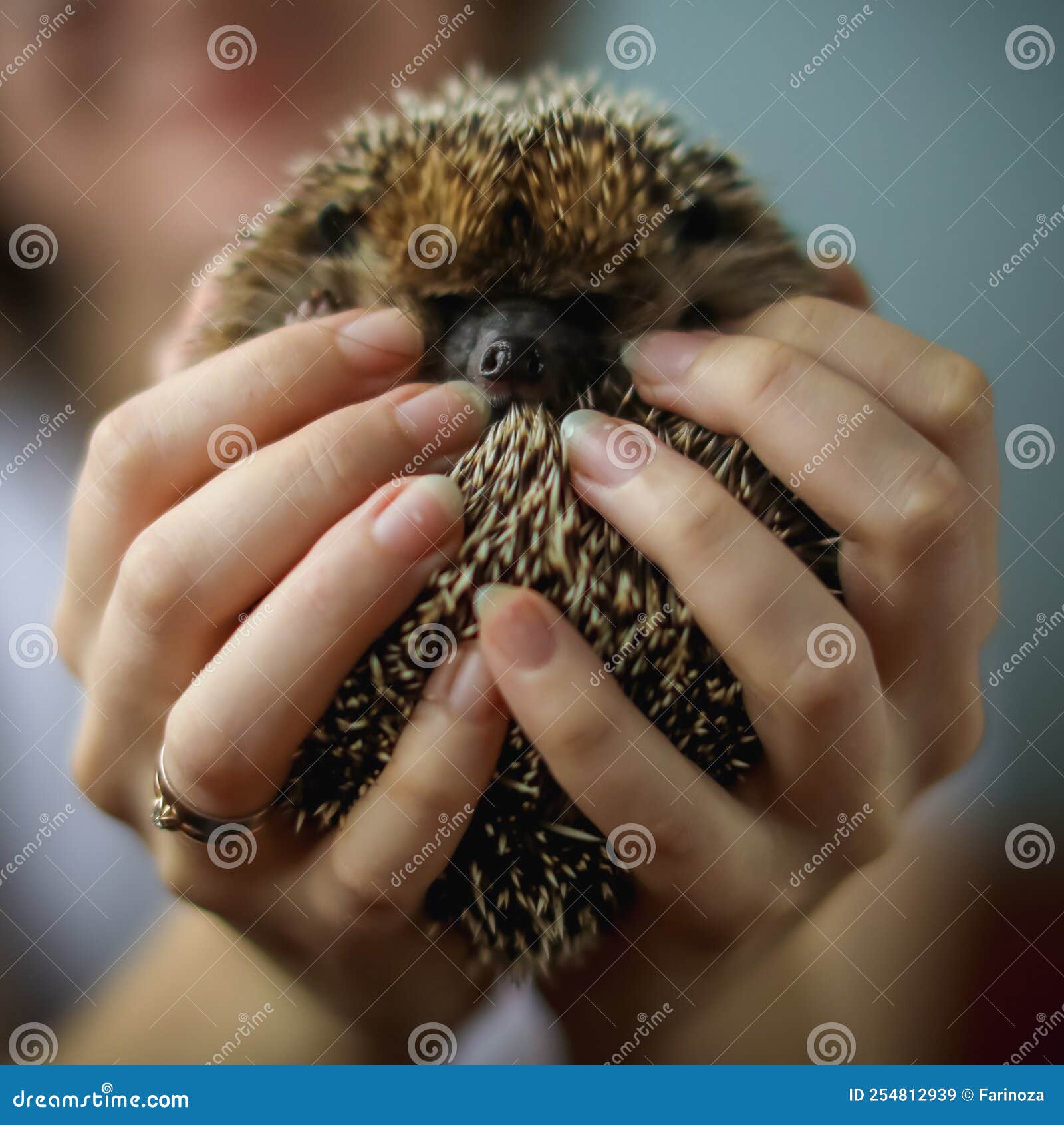 Domesticated Hedgehog or African Pygmy in Hands Stock Image - Image of ...