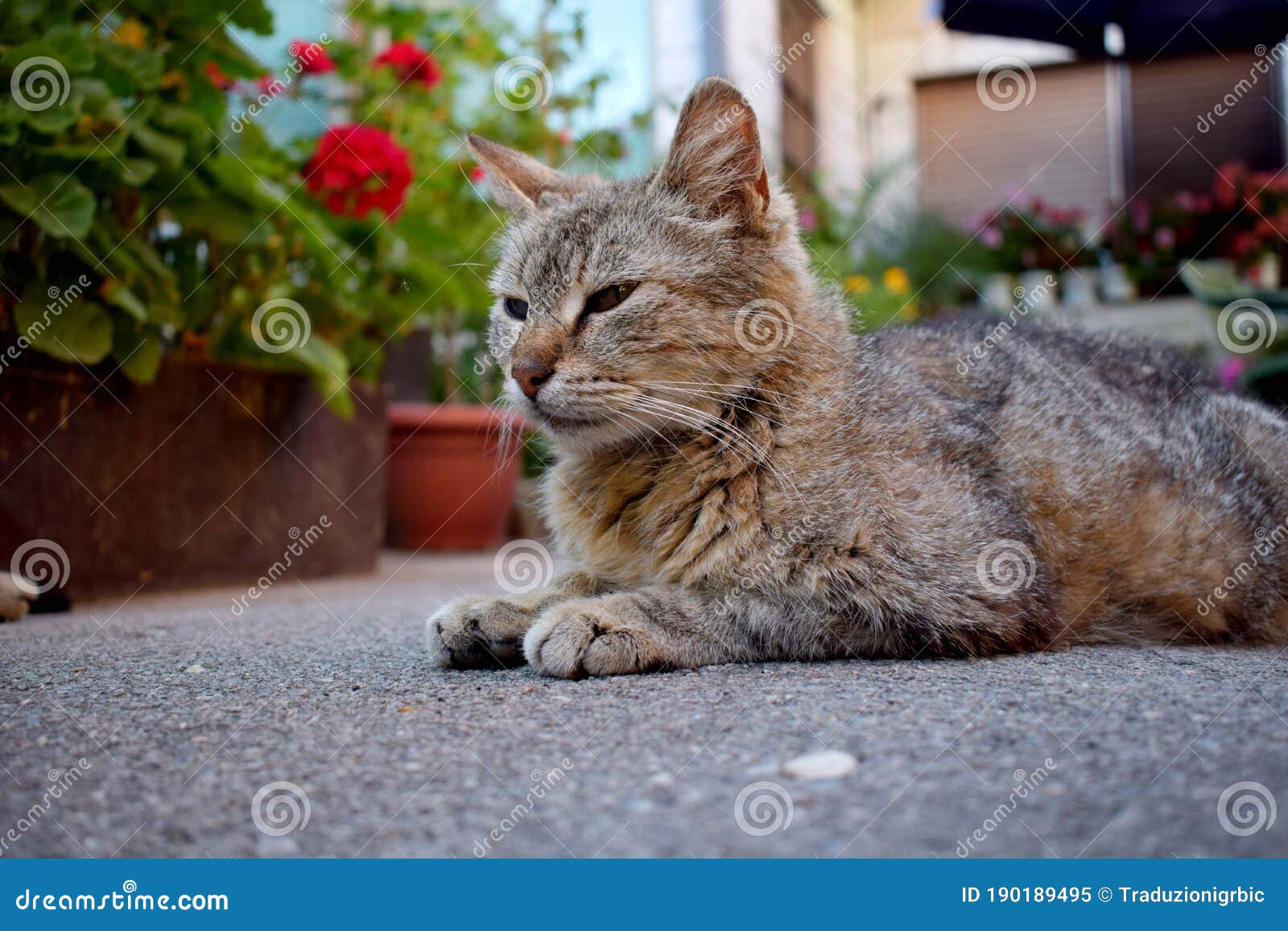 HOBO CAT DOMESTICATED WAITING in the FRONT YARD Stock Image - Image of ...