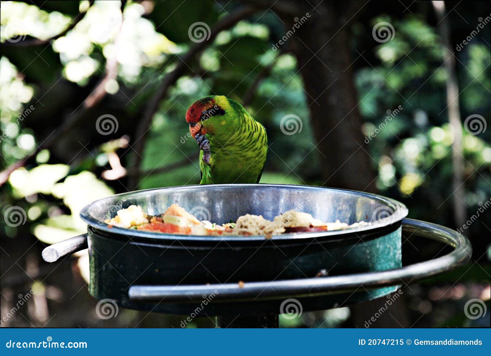 Domesticated Iris Lorikeet stock image. Image of nature - 20747215