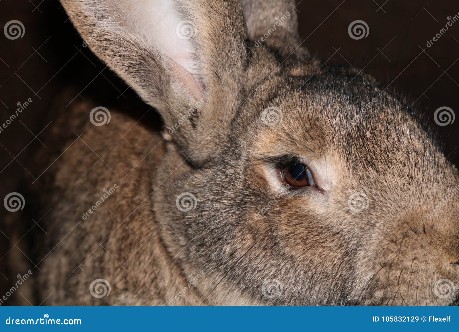 The domesticated rabbit. stock image. Image of look - 105832129