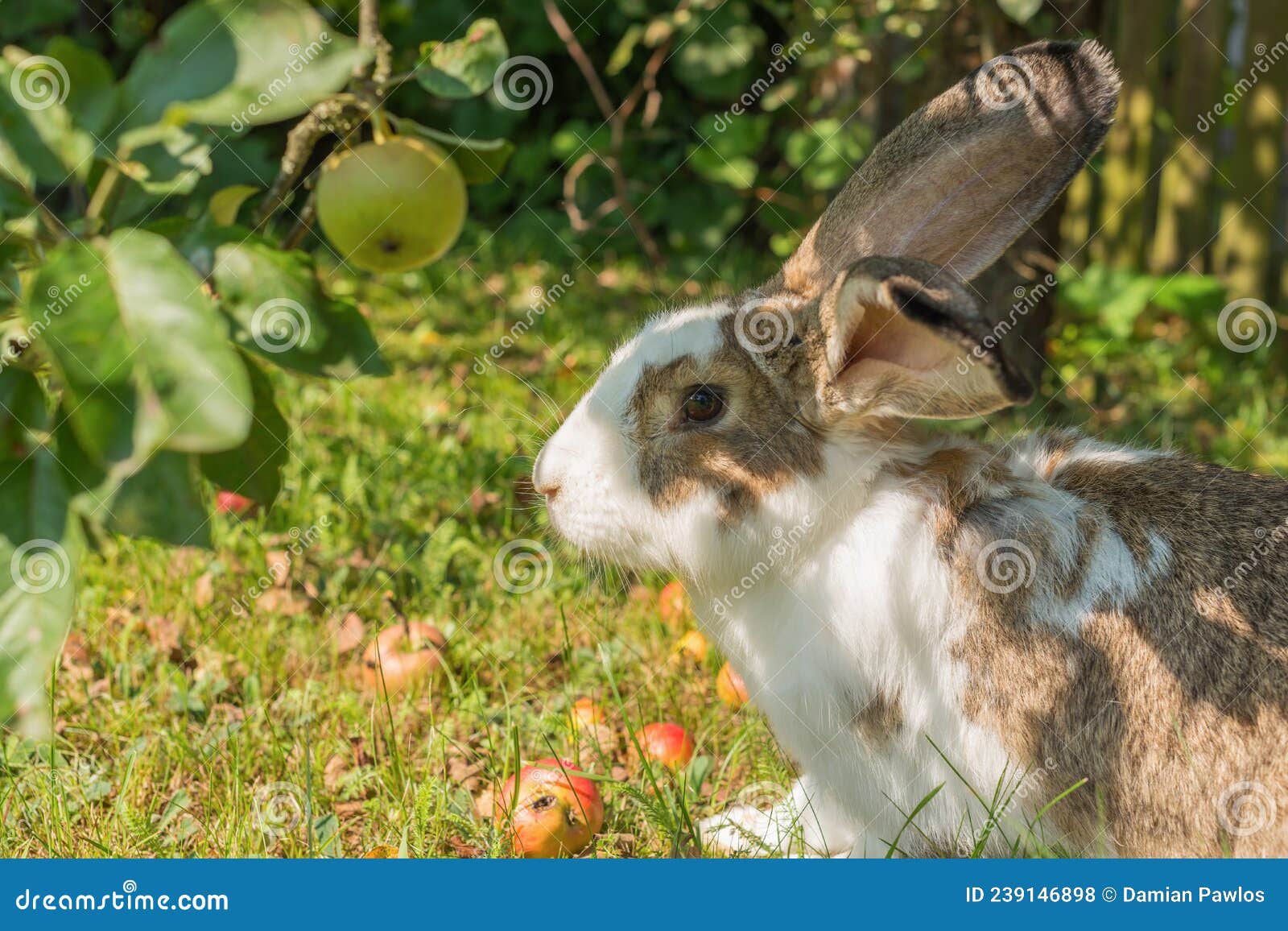 Domesticated Rabbit Under an Apple Tree in a Spring Garden. Easter ...