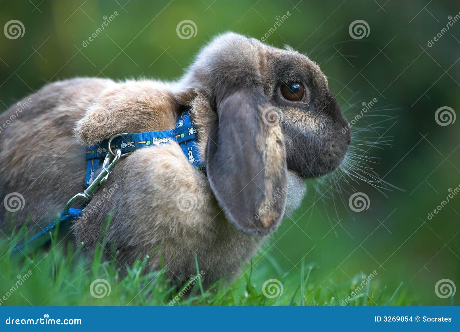 Domesticated rabit stock photo. Image of domestic, funny - 3269054