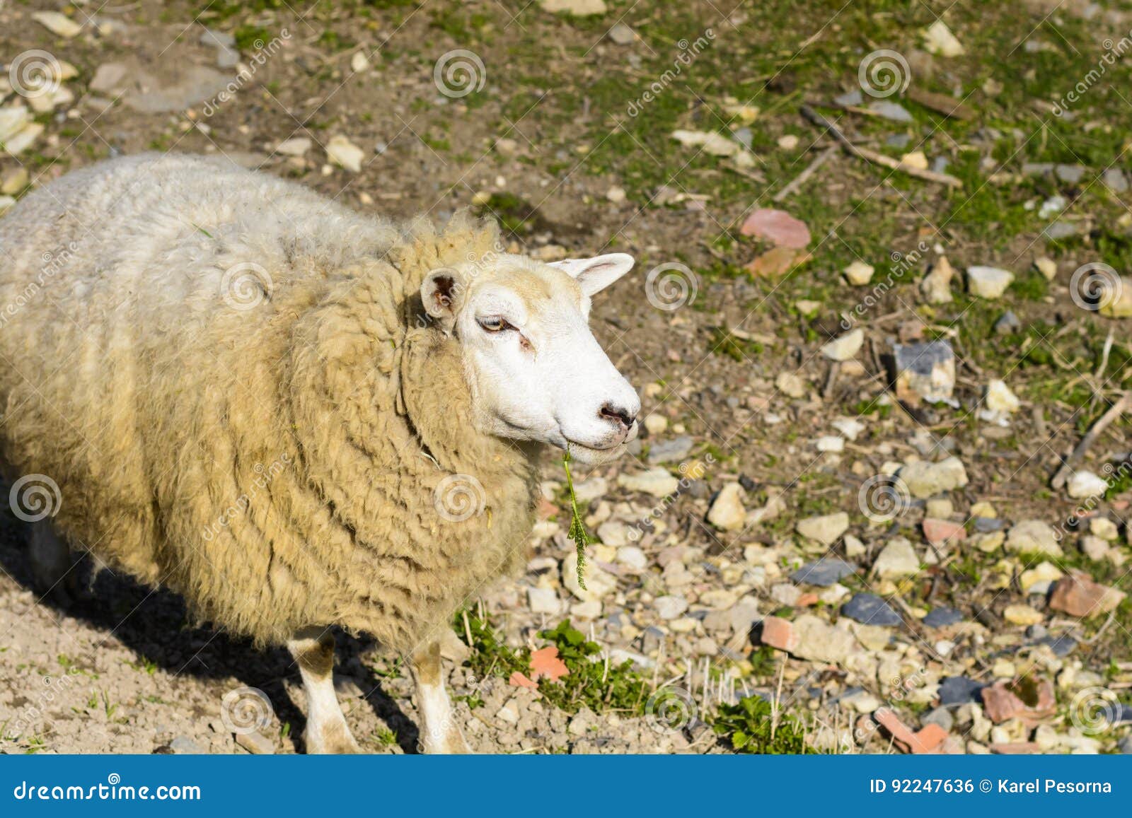 Domesticated Sheep on Pasture at the Sunset Stock Photo - Image of ...