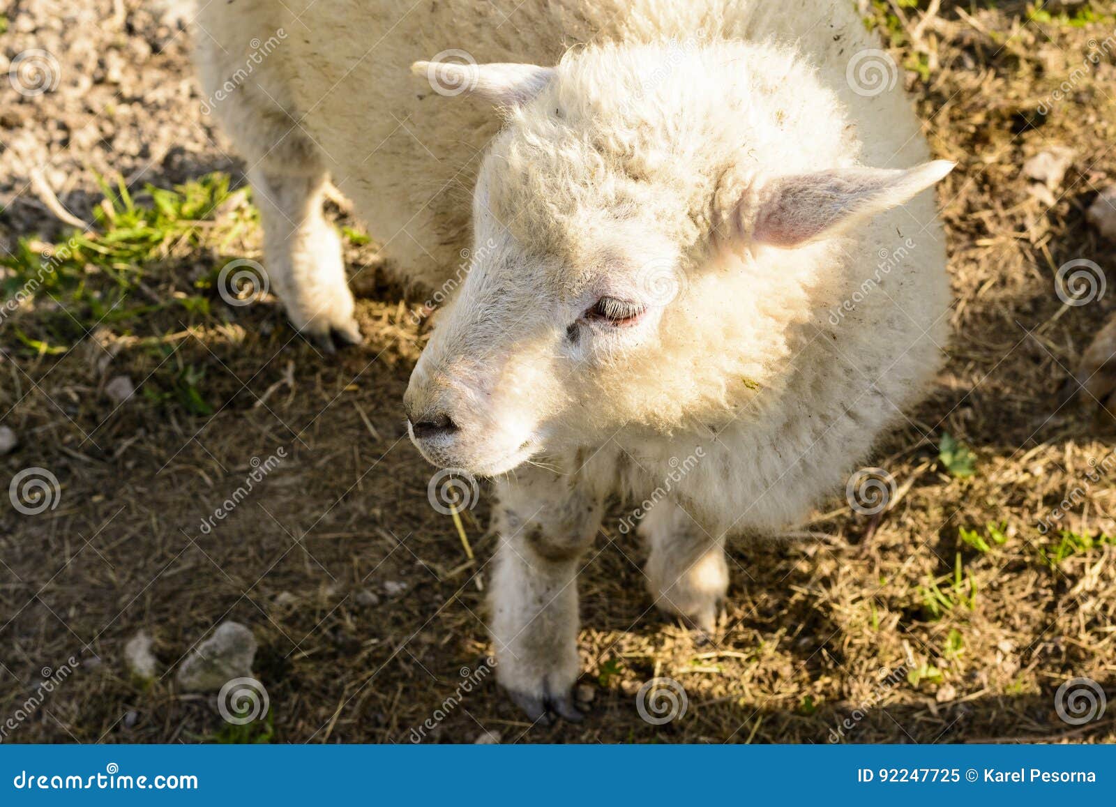 Domesticated Sheep on Pasture at the Sunset Stock Image - Image of ...
