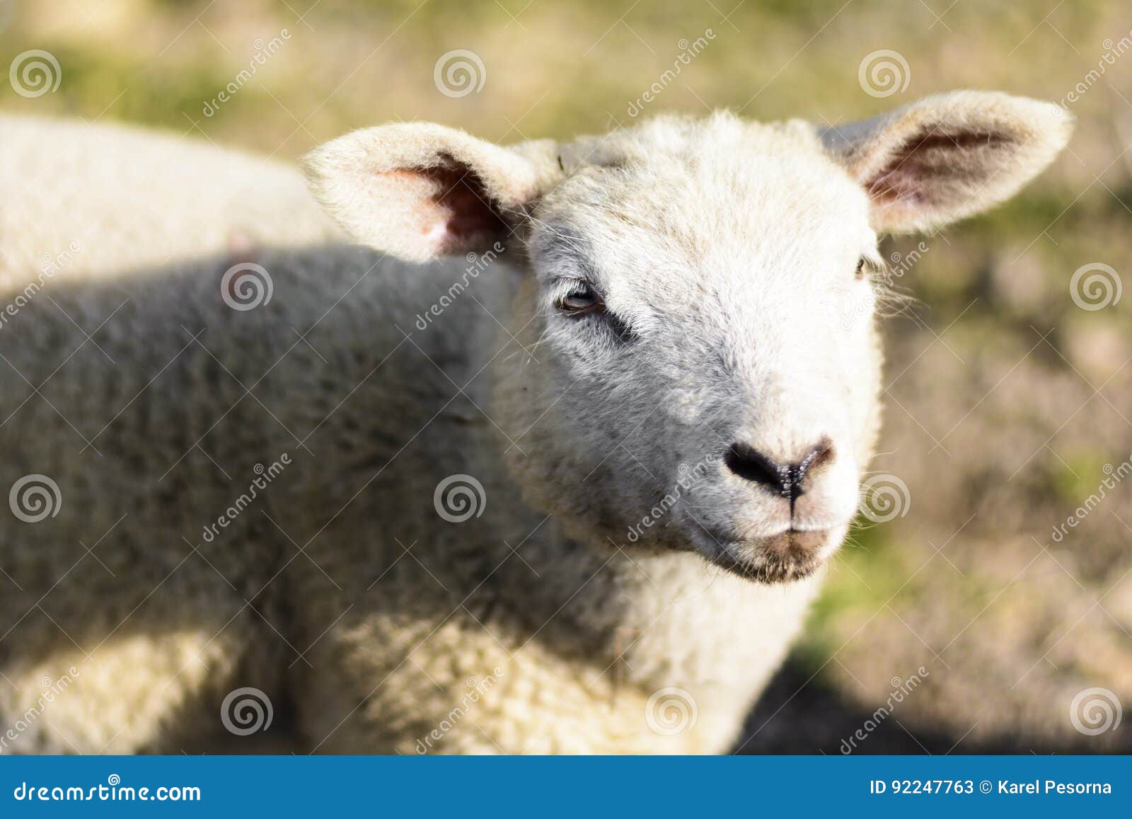 Domesticated Sheep on Pasture at the Sunset Stock Image - Image of cute ...