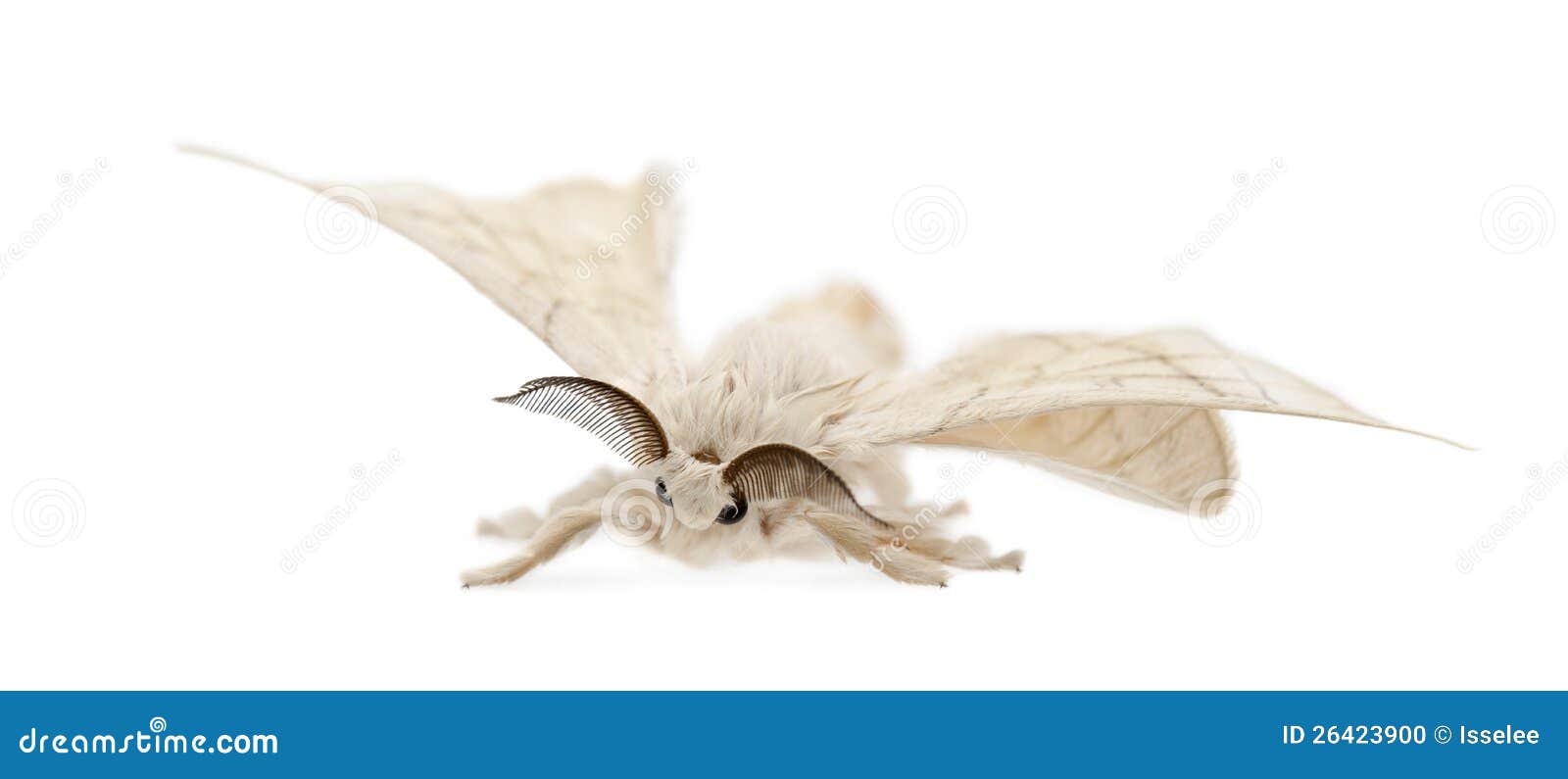 Domesticated Silkmoth, Bombyx Mori Stock Photo - Image of view, front ...
