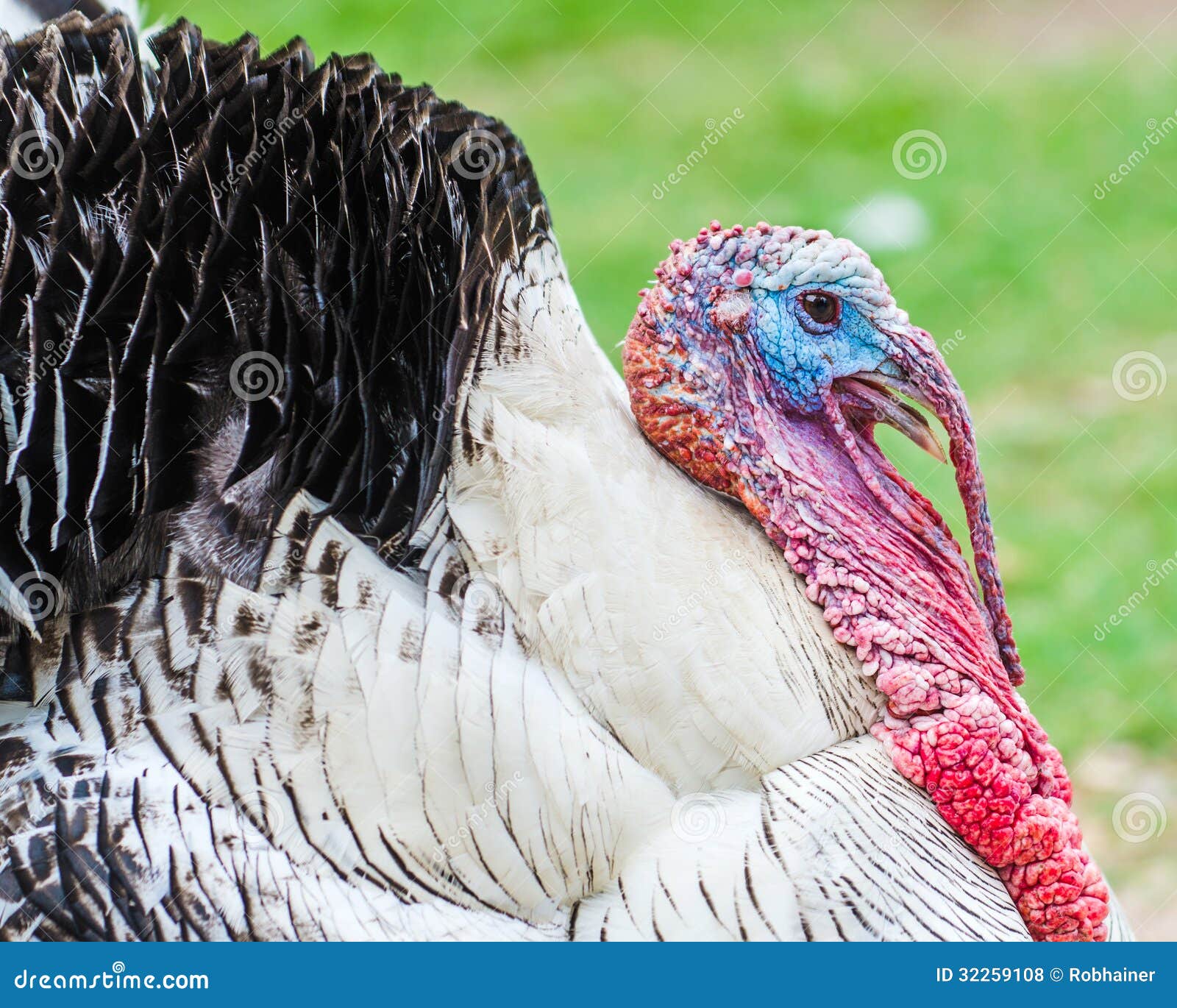 Domesticated tom turkey stock photo. Image of head, species - 32259108