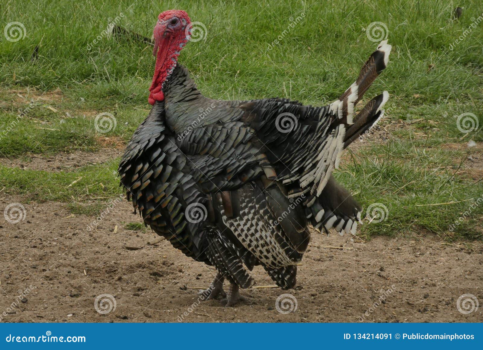 Domesticated Turkey, Wild Turkey, Galliformes, Turkey Picture. Image ...