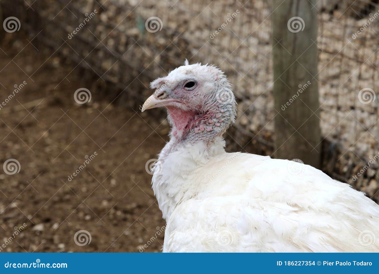 Close Up of a Domesticated White Broad Breasted Turkey Stock Photo ...