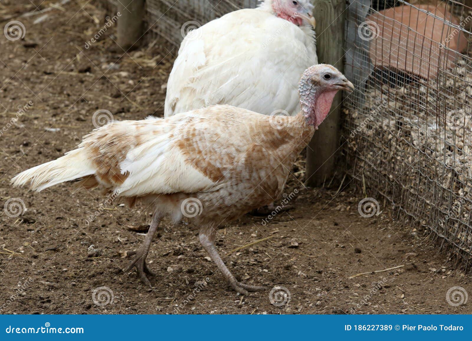 Close Up of a Domesticated White Broad Breasted Turkey Stock Image ...