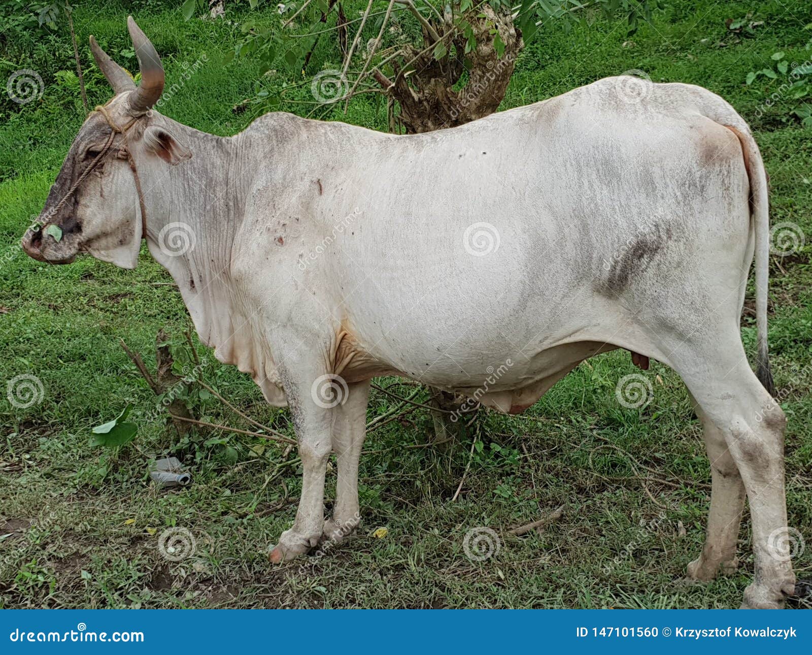 White cow in Philippines stock photo. Image of animals - 147101560