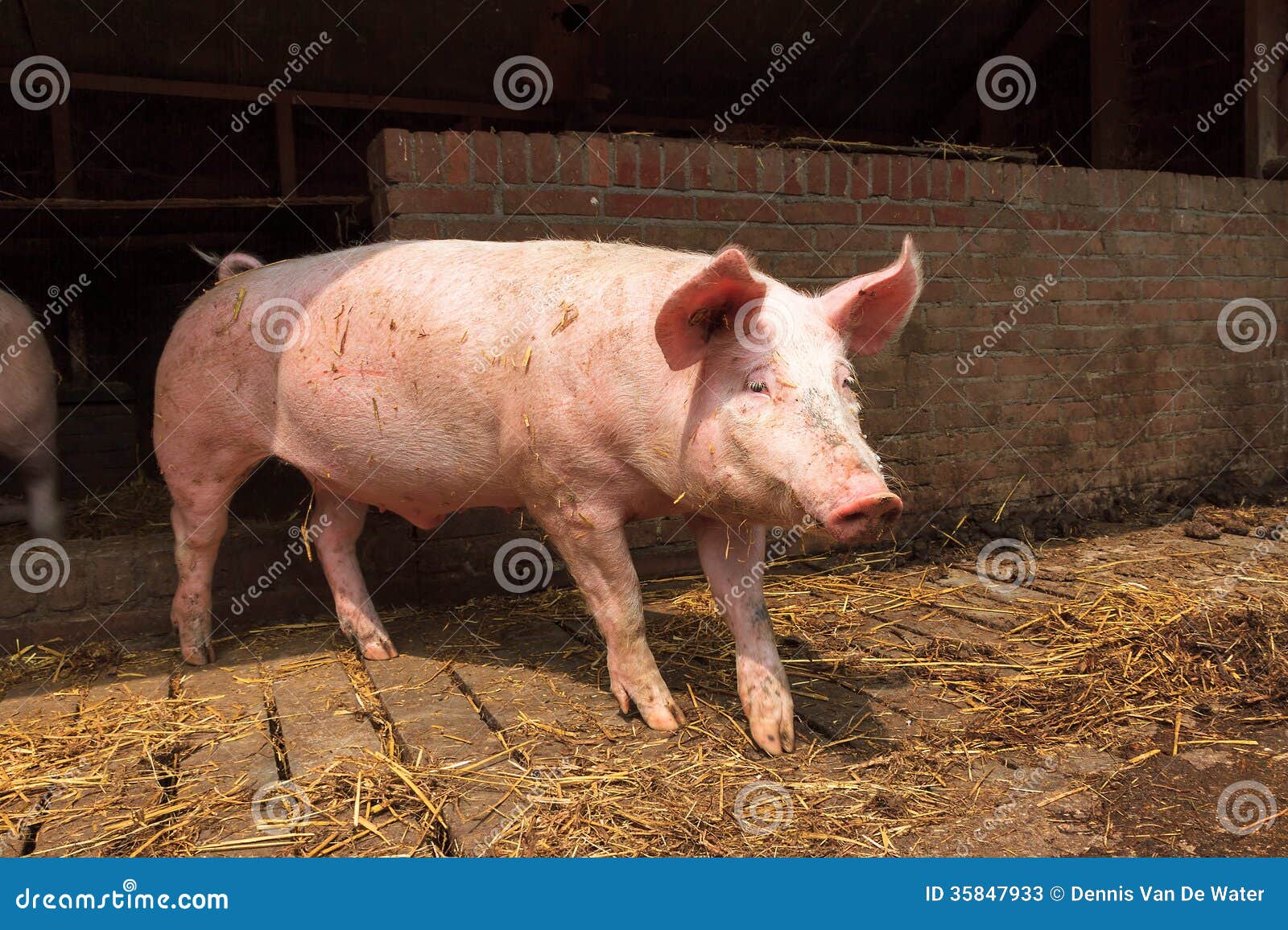 Domesticus di sus scrofa immagine stock. Immagine di olandese - 35847933