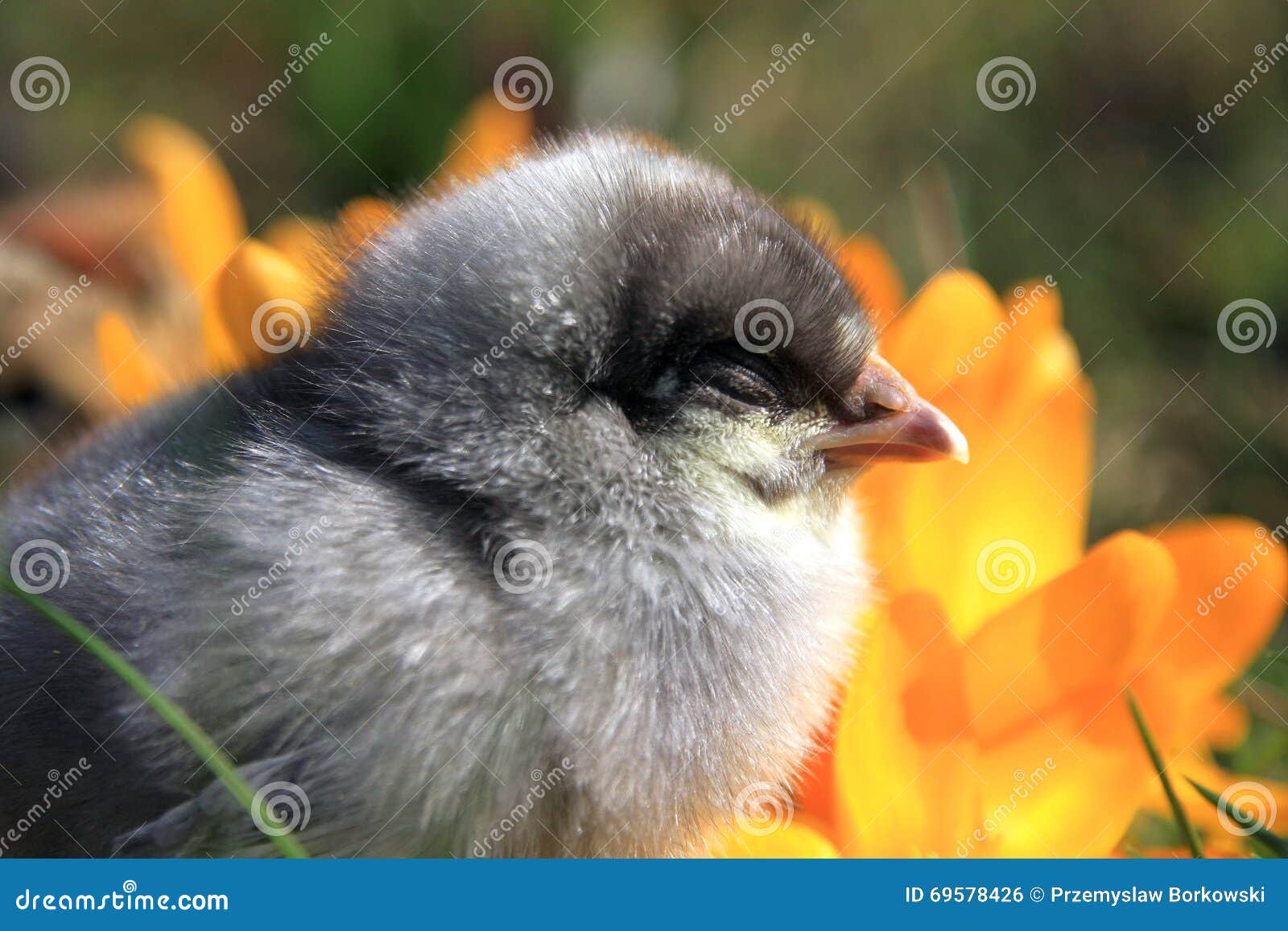 Dominant Blue Chick stock photo. Image of blossom, yellow - 69578426