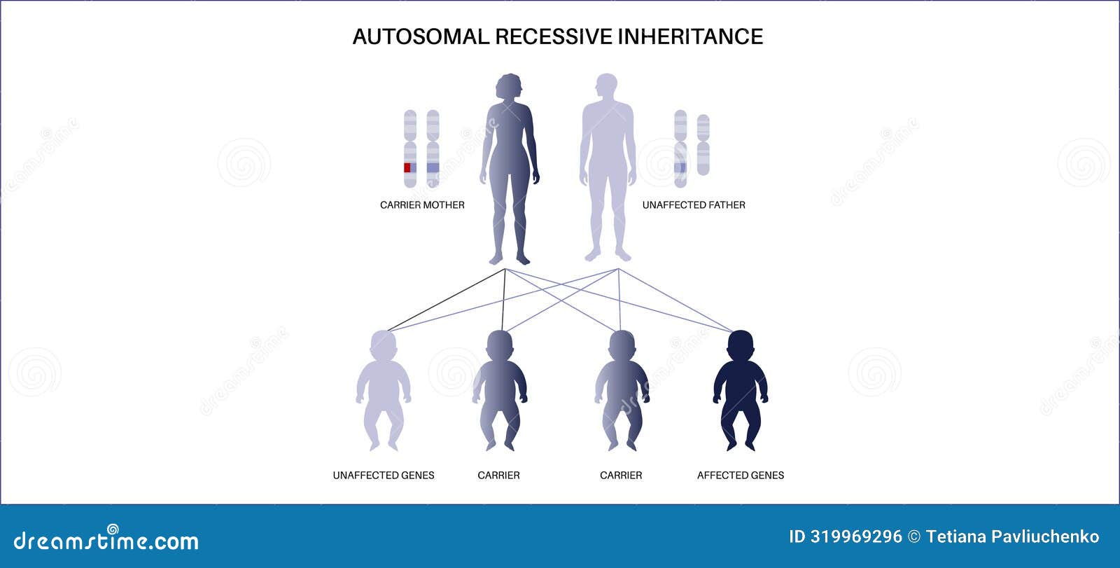Dominant Inheritance Pattern Stock Vector Illustration Of Person