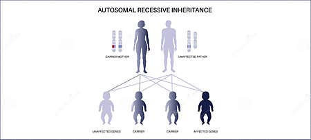 Dominant Inheritance Pattern Stock Vector - Illustration of person ...