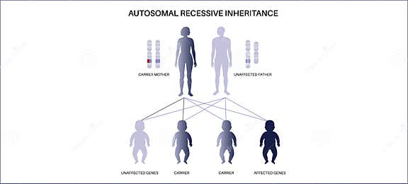 Dominant Inheritance Pattern Stock Vector - Illustration of person ...