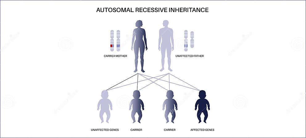 Dominant Inheritance Pattern Stock Vector - Illustration of person ...