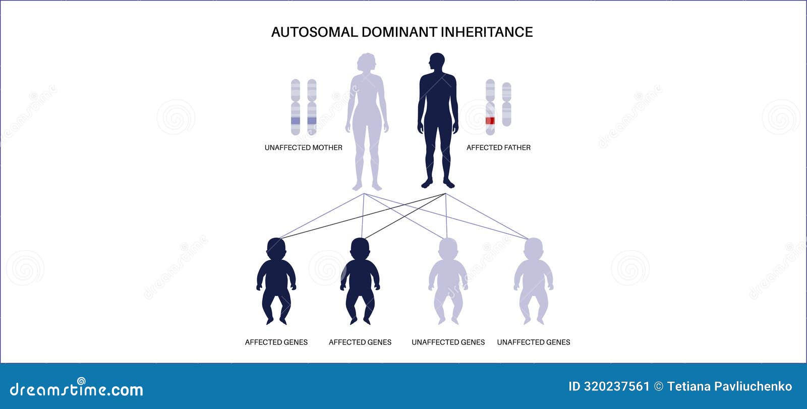 Dominant Inheritance Pattern Stock Vector - Illustration of child ...