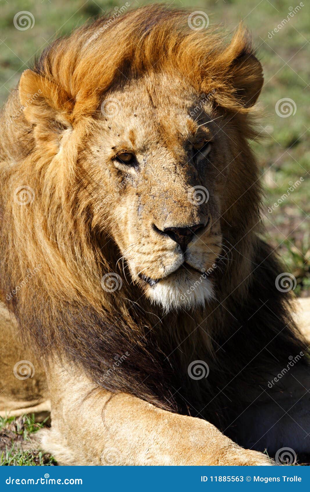 Dominant Lion Male with Large Mane, Kenya Stock Image - Image of male ...