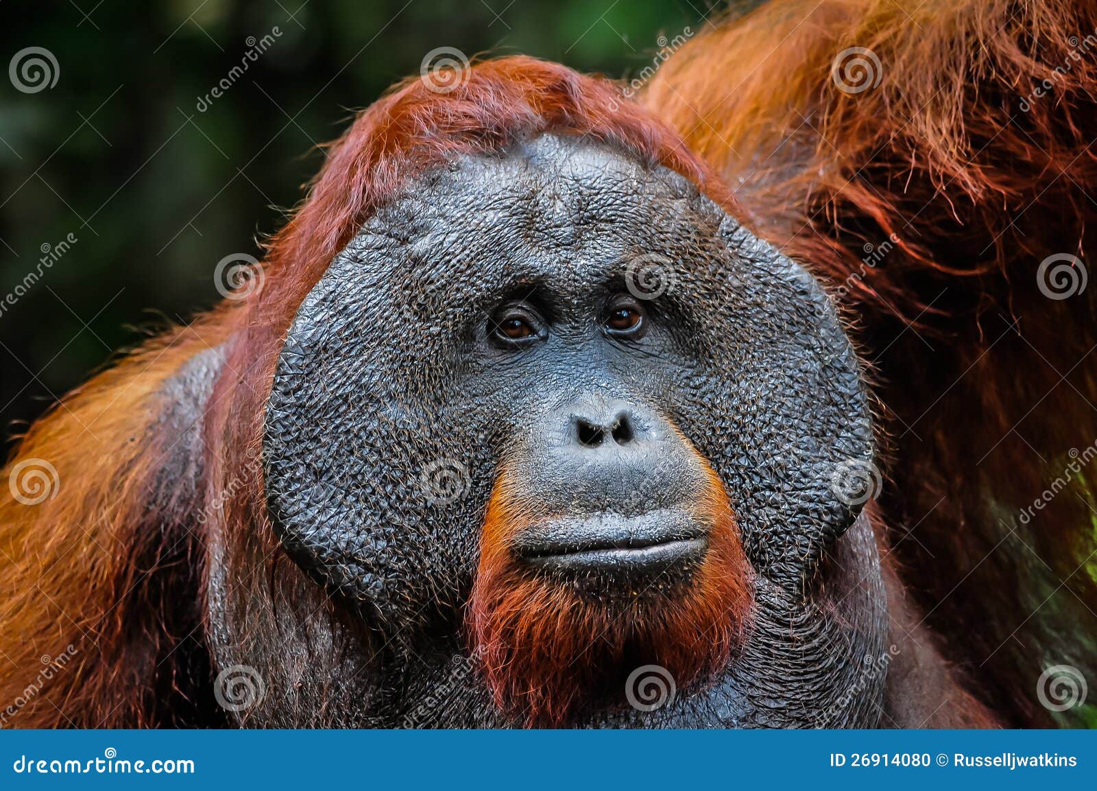 Dominant Male Bornean Orangutan Stock Photo - Image of orang, bornean ...