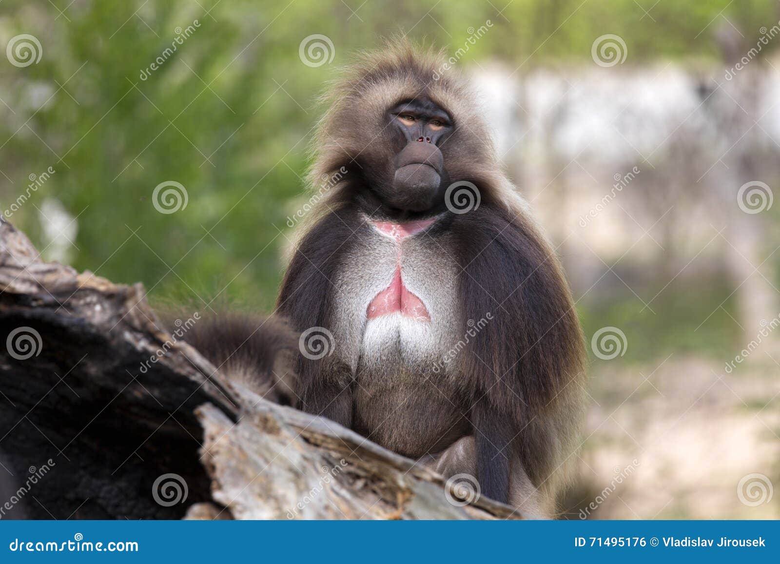 Dominant Male Gelada, Theropithecus Gelada Stock Photo - Image of ...