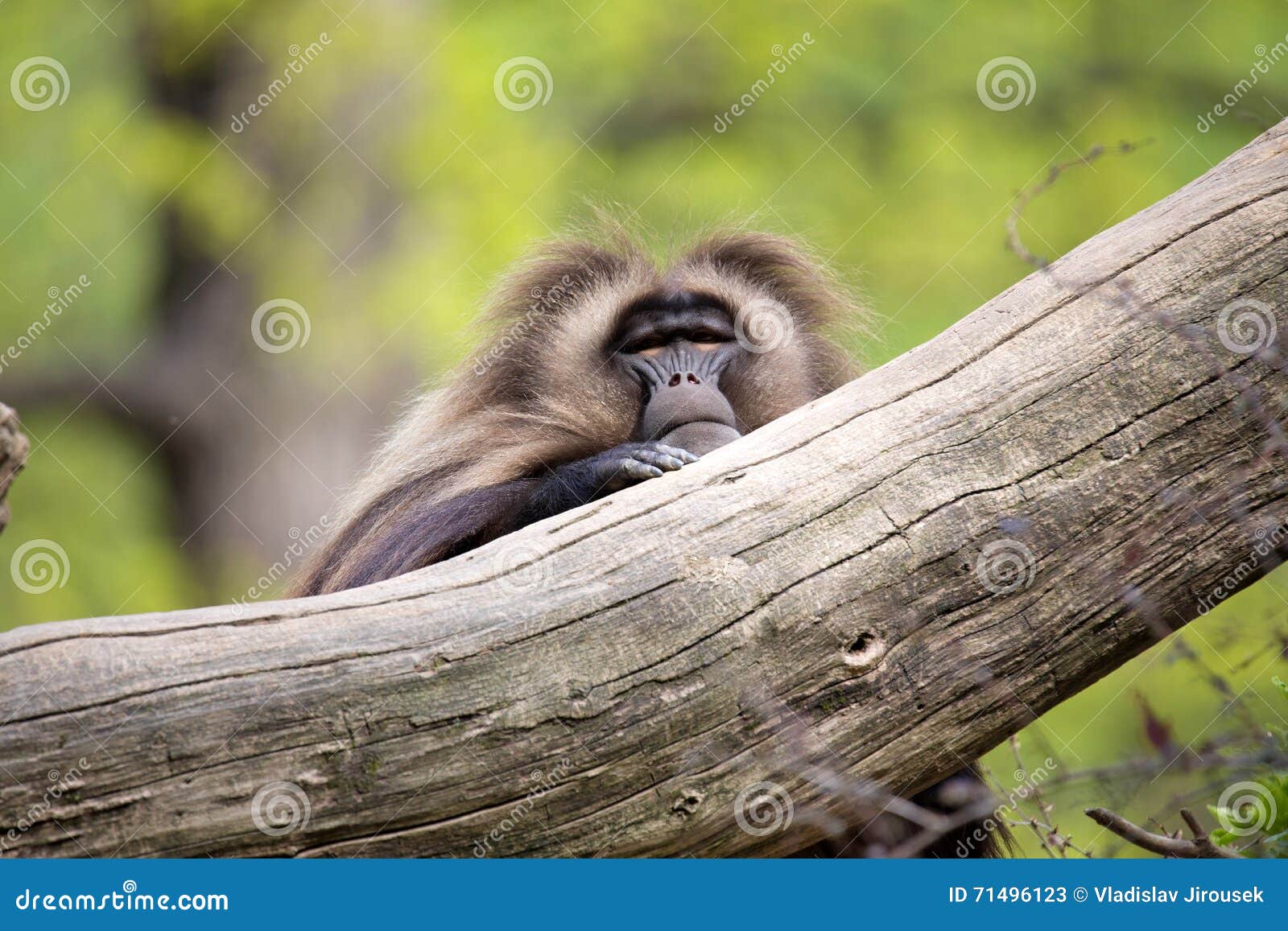 Dominant Male Gelada, Theropithecus Gelada Stock Image - Image of ...