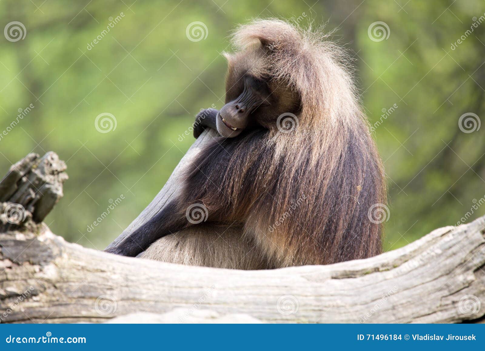 Dominant Male Gelada, Theropithecus Gelada Stock Photo - Image of ...