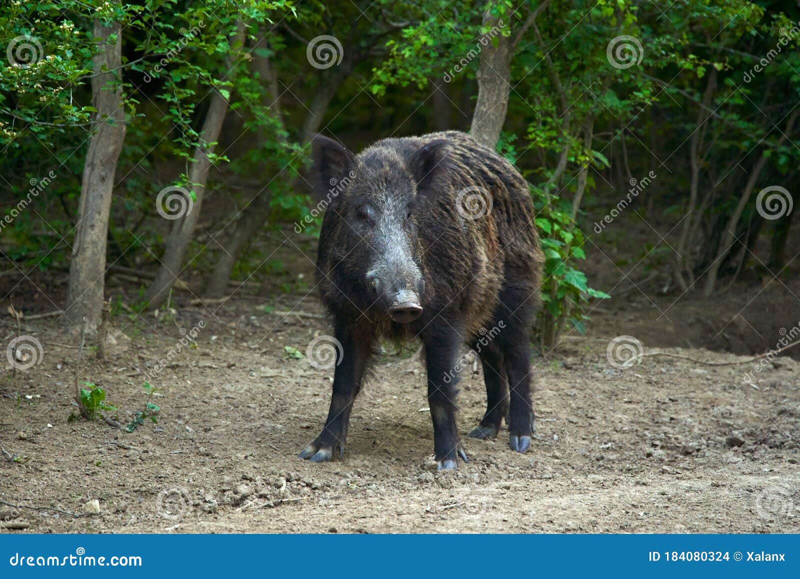 Dominant wild boar stock photo. Image of adult, fangs - 184080324