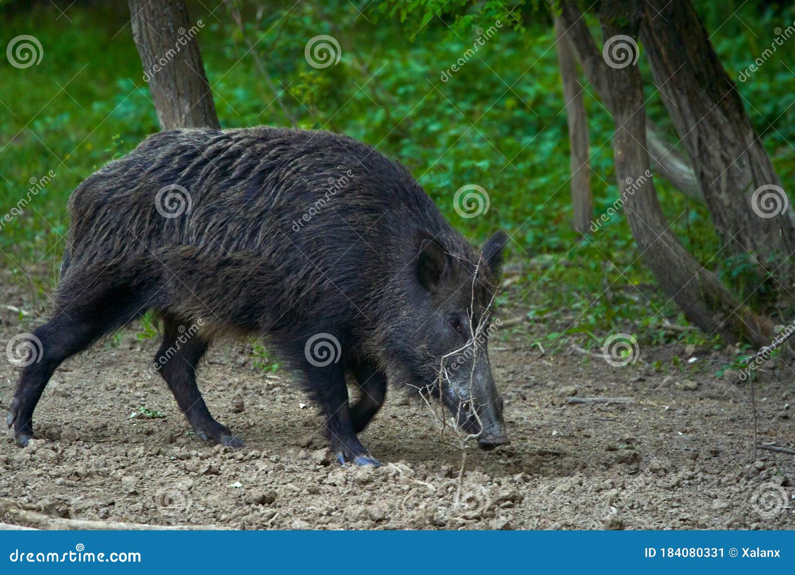 Dominant wild boar stock image. Image of feral, tusks - 184080331