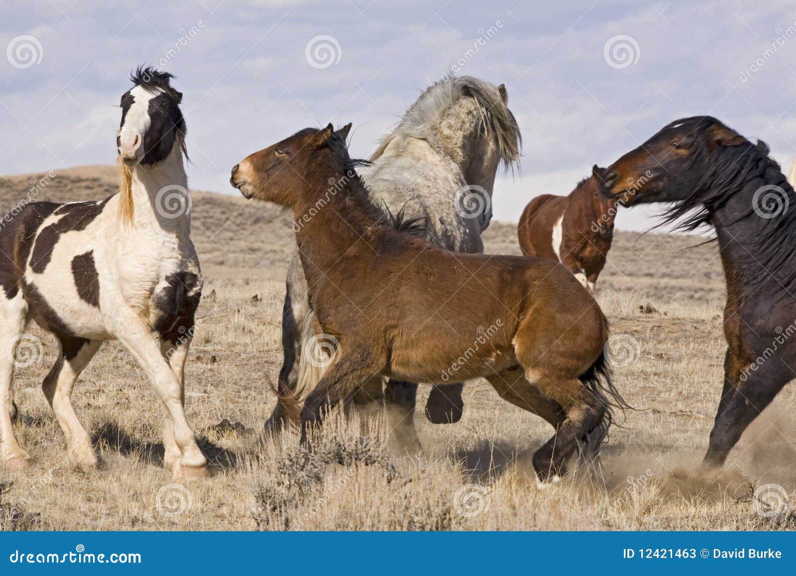 Dominant Wild Mustangs Fighting Stock Image - Image of bush, dirt: 12421463