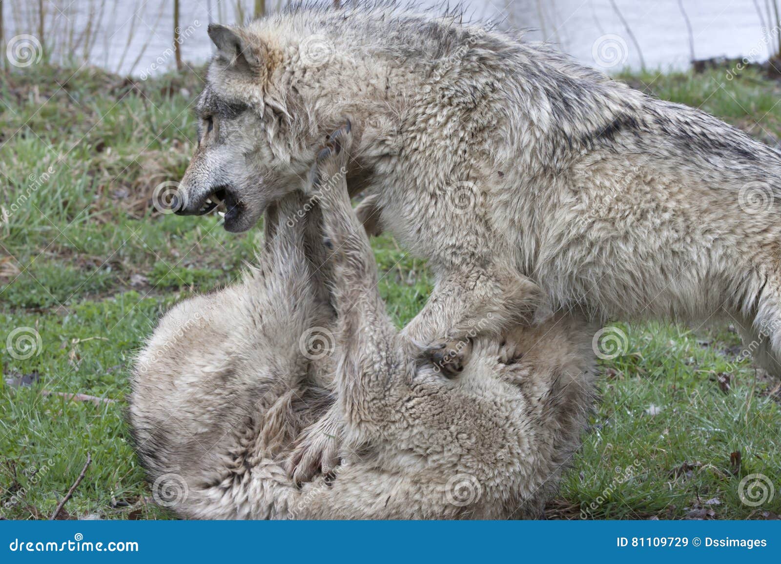 Dominant Wolf stock image. Image of pack, wildlife, aggression - 81109729
