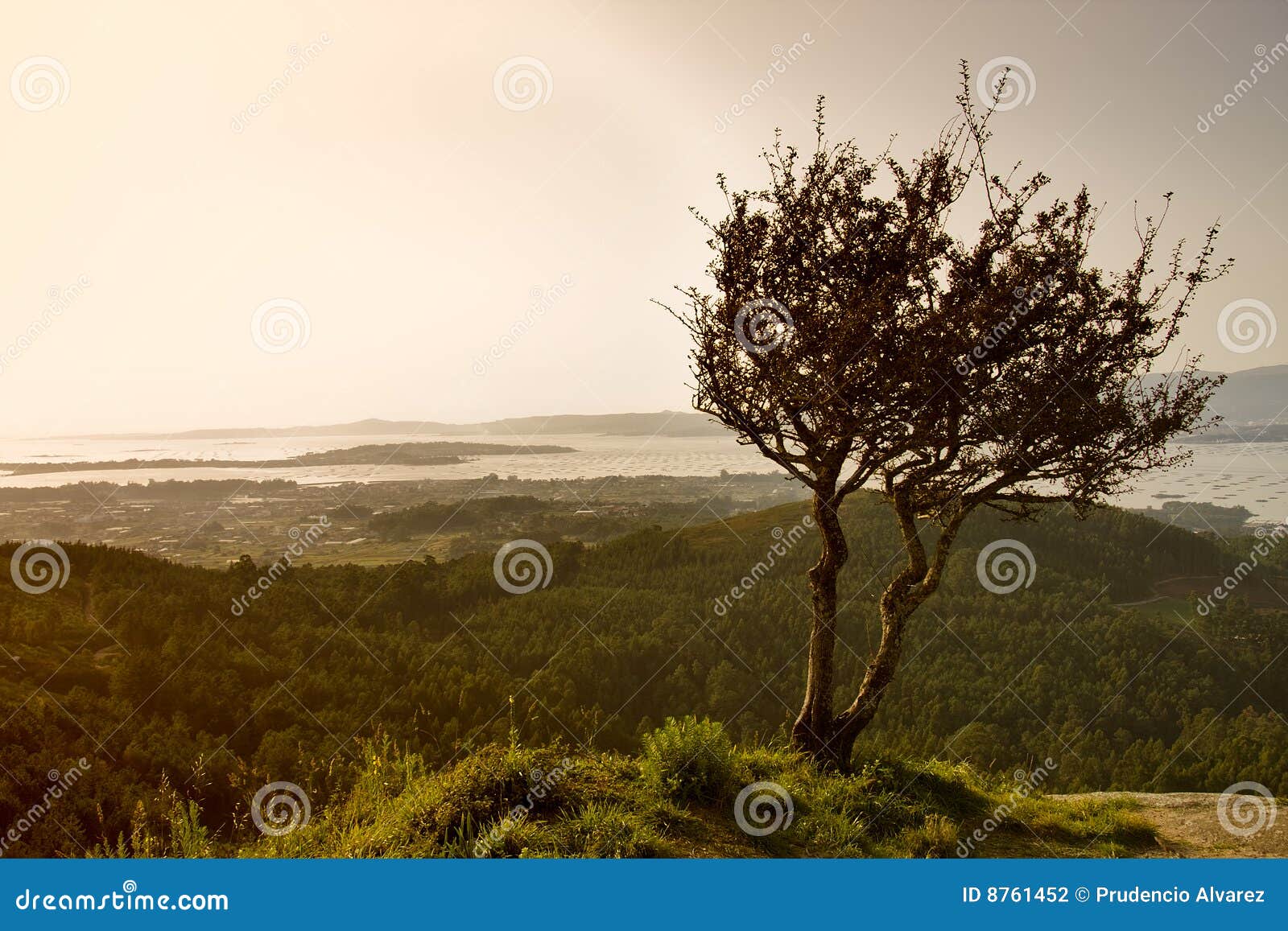 Dominante solitaire boom stock foto. Image of marginalisering - 8761452