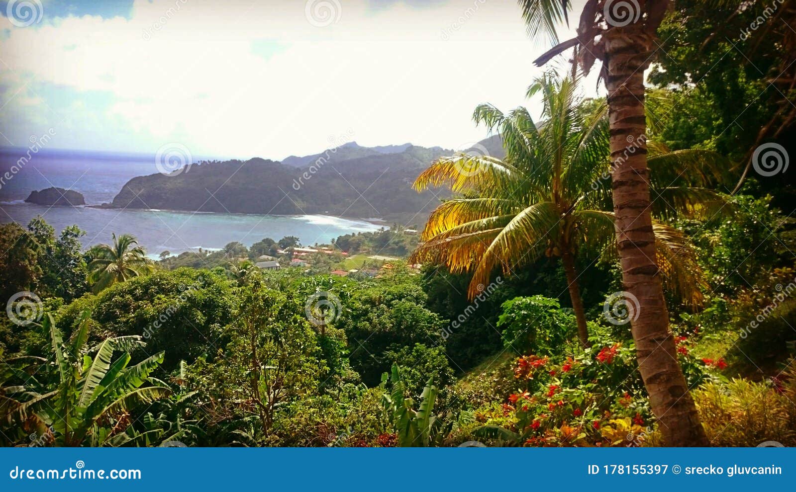 Dominica coast nature stock image. Image of plant, flower - 178155397