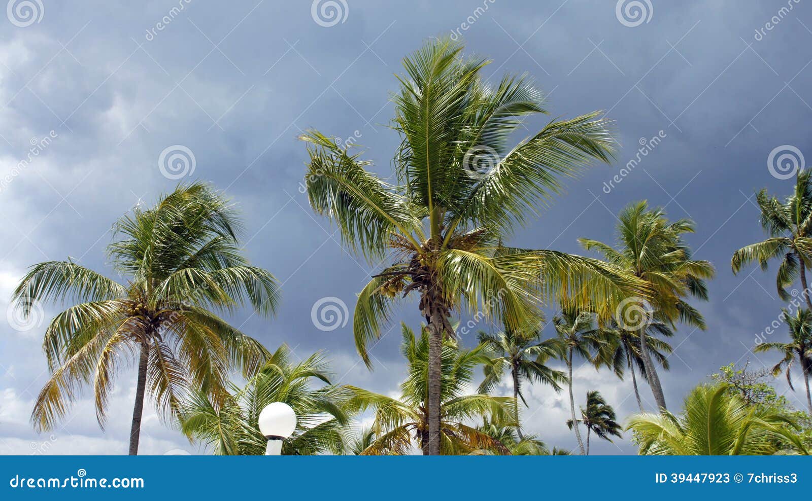 Dominicain image stock. Image du paradis, course, centrale - 39447923