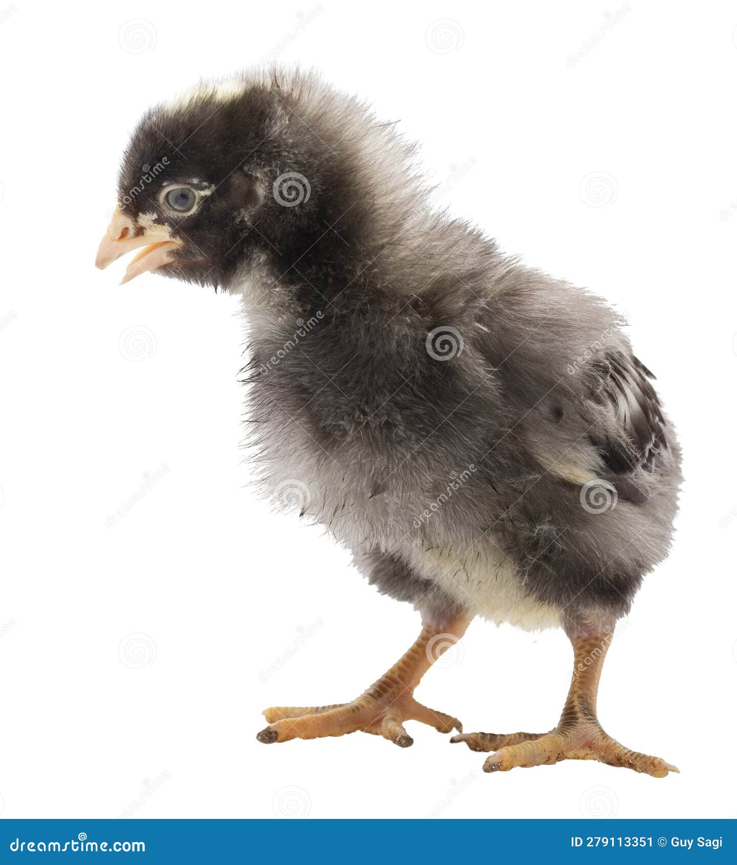 Dominique Chicken Chick with Its Beak Open Stock Image - Image of ...