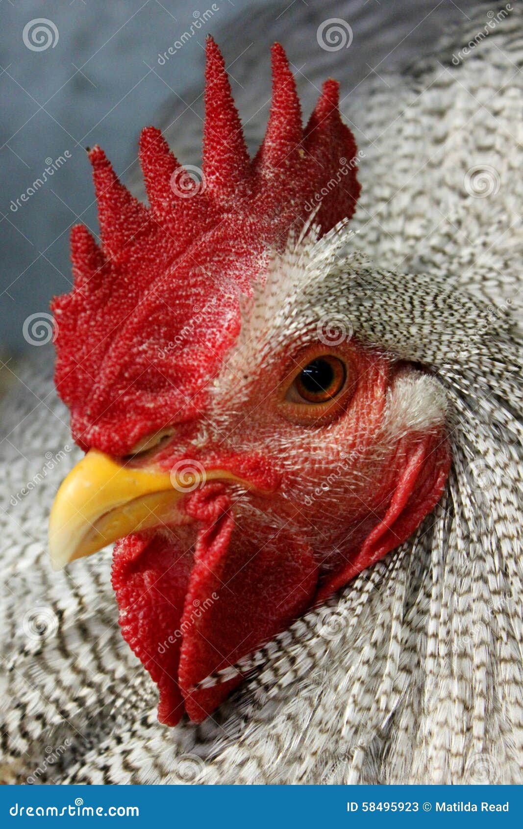 Dominique Rooster stock image. Image of rooster, dominique - 58495923