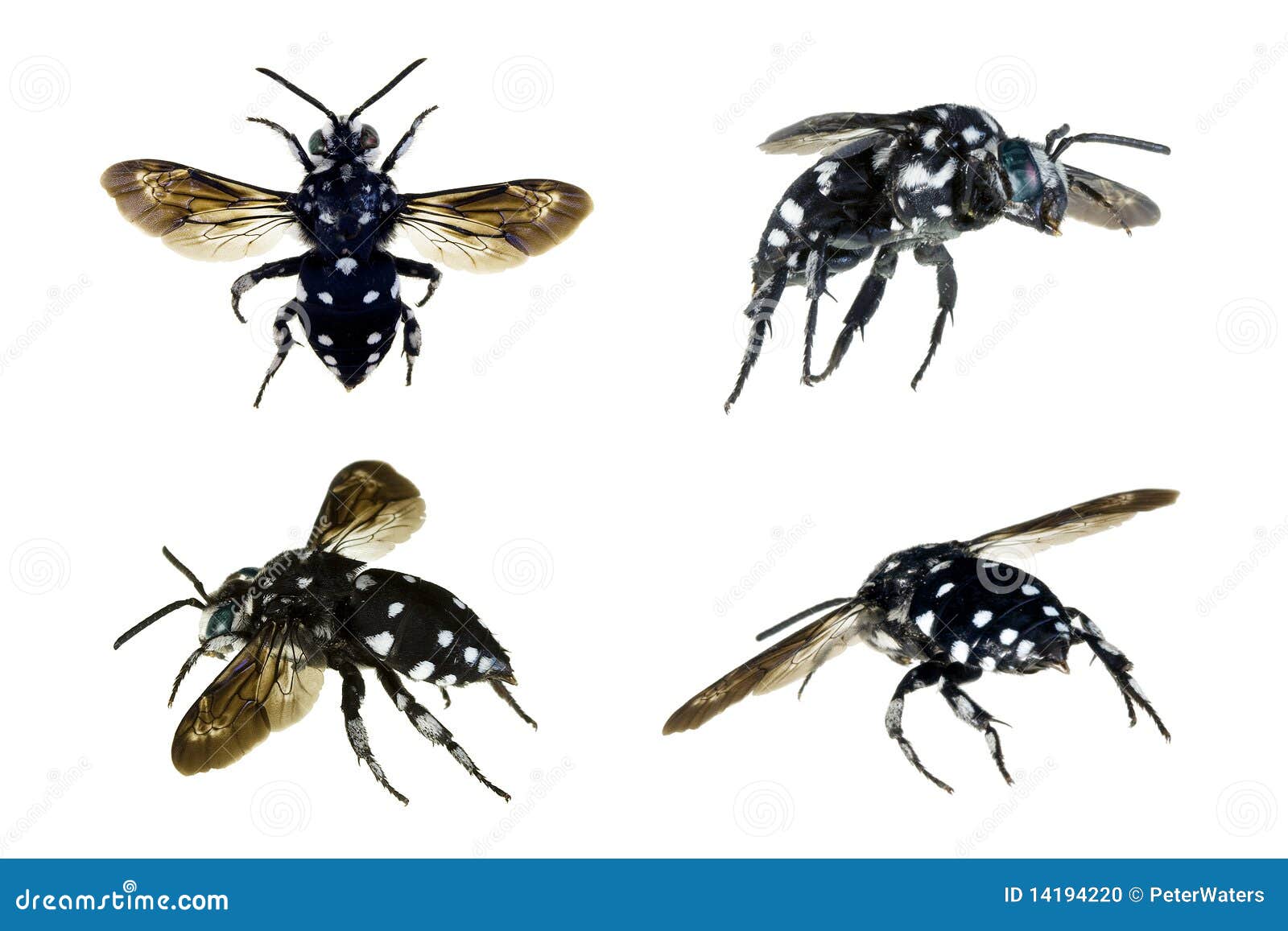 Domino Cuckoo Bee, Thyreus Lugubris Stock Photo - Image of close ...