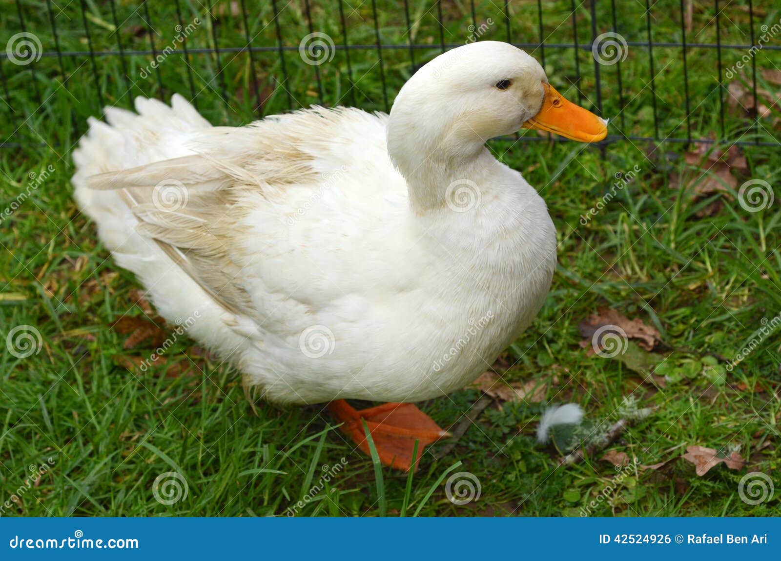 Domowa biała kaczka zdjęcie stock. Obraz złożonej z jajka - 42524926